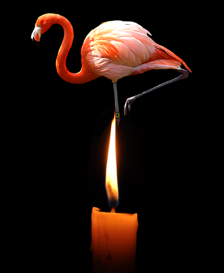 Busch Gardens's Dancing Flamingo Dies After Customer Attack